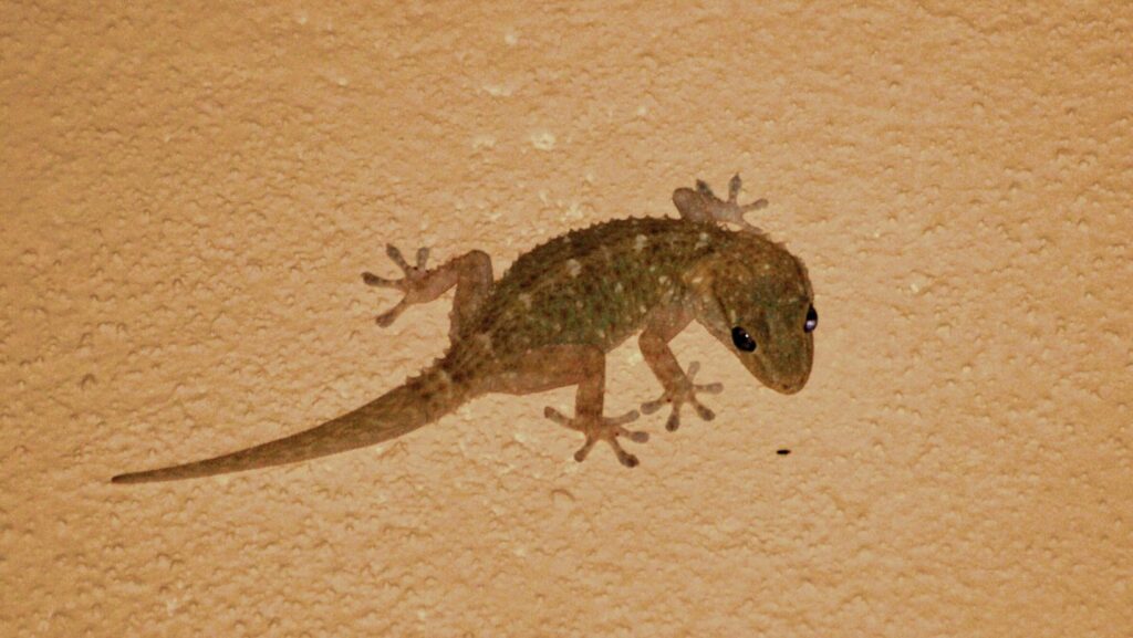 Exploring Lizard Art: Vibrant Expressions of Nature and Ecological ...
